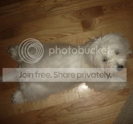 Is she fat | Maltese Dogs Forum : Spoiled Maltese Forums
