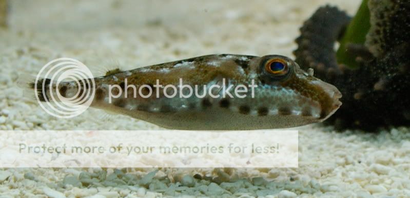 Spiney Box Puffer & Bandtail Puffers