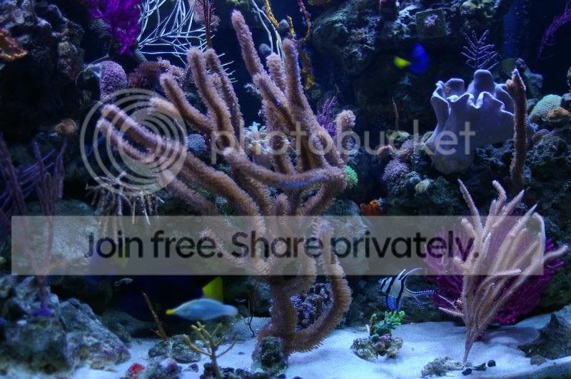 Pink Gorgonian (Same Species in Atlantis Aquarium's Reef Tank)