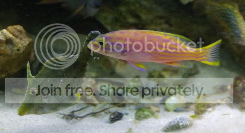 Polleni Grouper (Cephalopholis polleni)