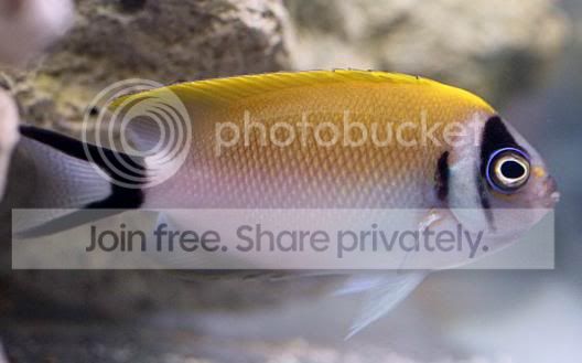 Masked Swallowtail Angelfish (Genicanthus semifasciatus)