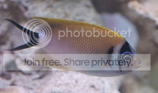 Masked Swallowtail Angelfish (Genicanthus semifasciatus)