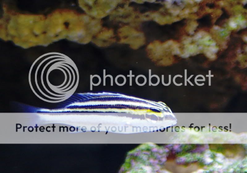 Two-line Monocle Bream, Bridled Monocle Bream - Reefs.com