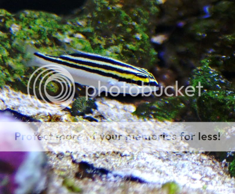 Two-line Monocle Bream, Bridled Monocle Bream - Reefs.com