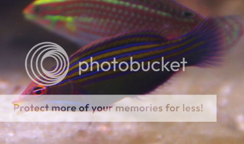 Twelve/Four Line Wrasse (Pseudocheilinus tetrataenia)