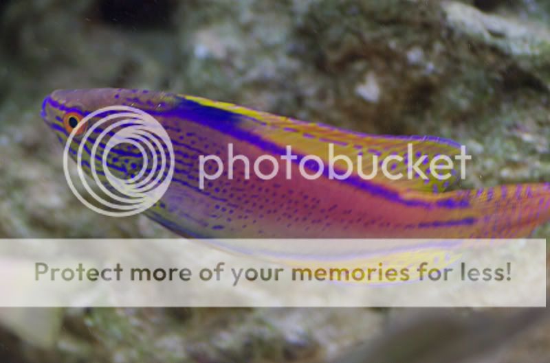 Lineatus Fairy Wrasses