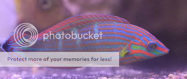 Melanurus Wrasse, Neon Wrasse, Hoeven's Wrasse - Reefs.com