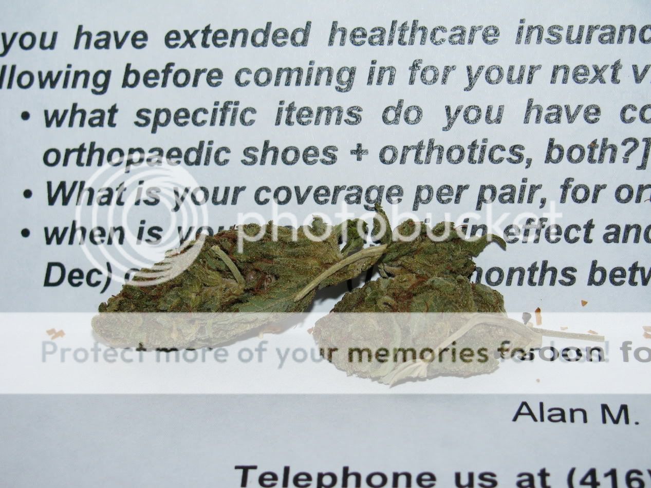 share your regs/mids pics | Grasscity Forums - The #1 Marijuana ...