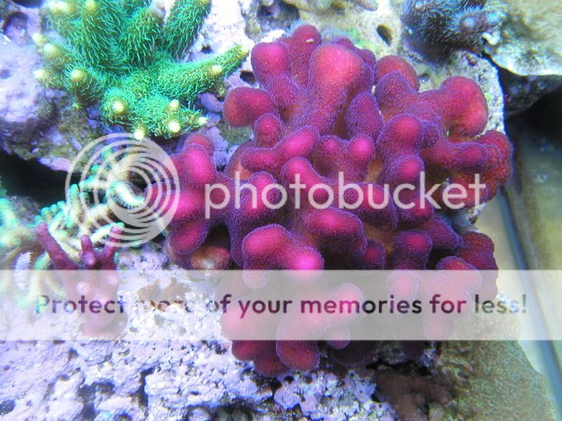 Non-acro high light corals | Twin Cities Marine Aquarium Society ...