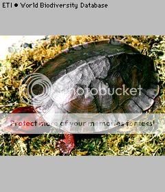 Phrynops Rufipes - Crooked Necks - Turtle Forum