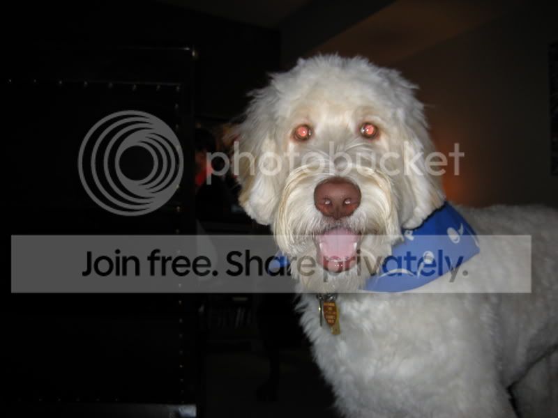 Grooming question ...eyelashes? | Labradoodle Forums