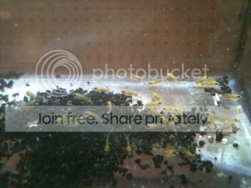 Greater Chicago Cichlid Association - Wild Alto Comp spawn! - GCCA Forum