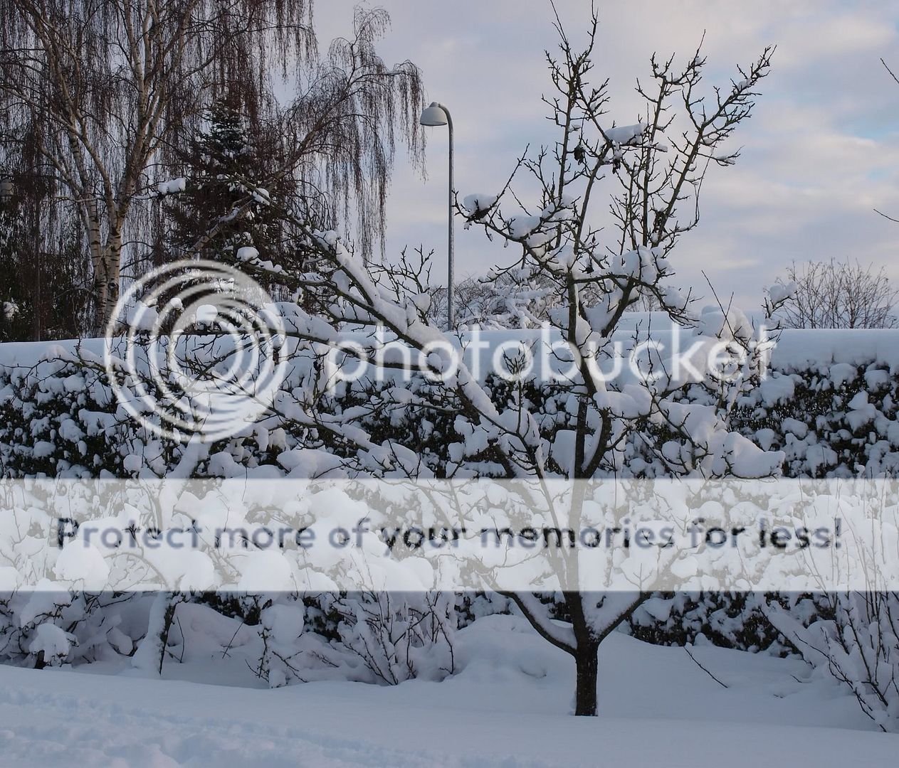 Hyggelige sne billeder :-) - Opslag, billeder og video - Heste-Nettet.dk